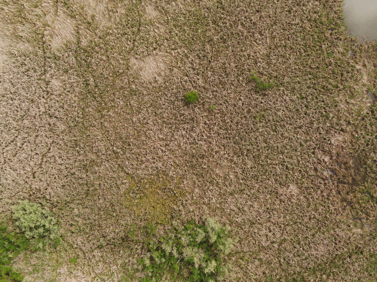 Invasive Species Mapping | Cabin Works